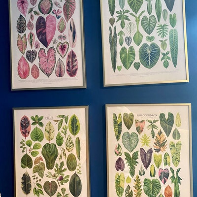 Begonia Species Print Begonia Species ID Chart Featuring 31 - Etsy