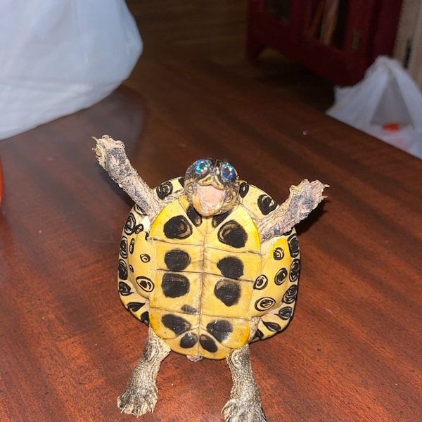 Full Body Turtle Taxidermy- French Horn-playing Tortoise Mariachi Toad ...