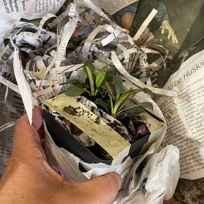 Arrow-wood Viburnum viburnum Dentatum 3-pack of Tubelings - Etsy