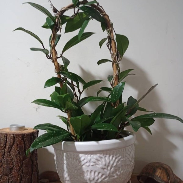 Hoya Pubicalyx Splash in 6pot With Hoop - Etsy
