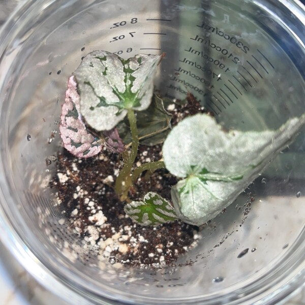 Chester Fern Starter Plant ALL STARTER PLANTS Require You to Purchase 2 ...