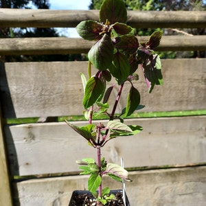 Pelargonium Citronellum 'mabel Grey' MABEL GREY | Etsy