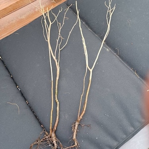 5 Red Maple Bare Root acer Rubrum | Etsy