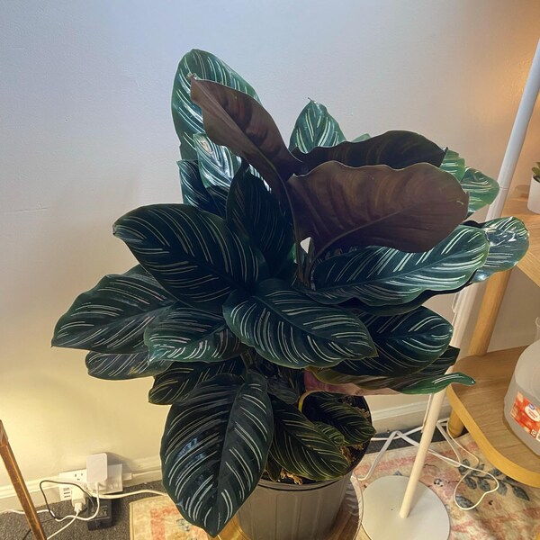 Mican Philodendron | Velvet Leaf Philo | Indoor & Outdoor Live Tropical ...