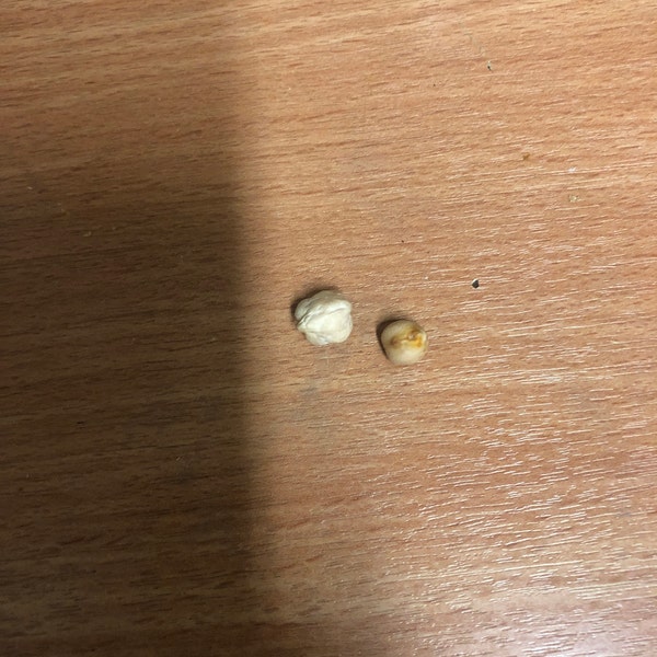 Grand Borlotti Beans Rose Coco Beans ( 500g - 2 Kg ) Free P&P Mainland ...