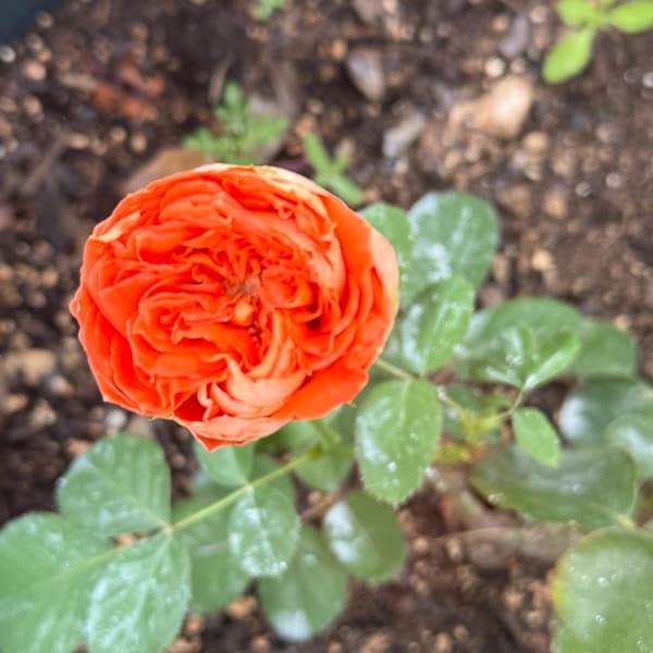Chinese Julie. Climbing Rose Hanxian 涵仙，cut Rose. Highly Recommended ...