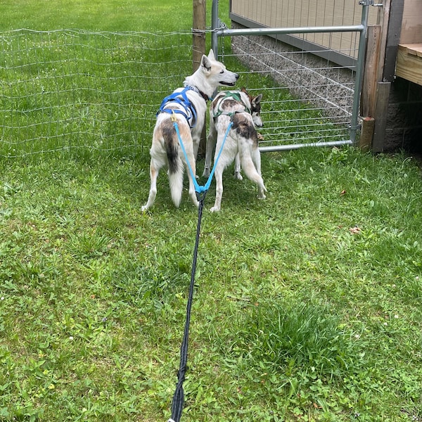 4 Dog Sled Line - Etsy