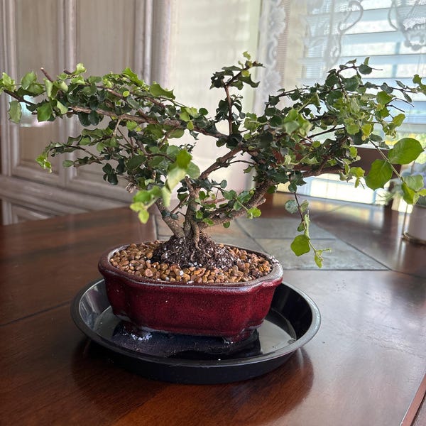 Dwarf Mini Weeping Cherry Bonsai Tree That Flowers 3x a Year and Fruits ...