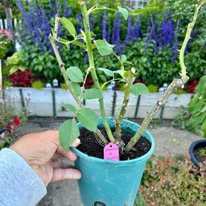 Rare New Rose. Red Juicy Terrazza. 红果汁flower Machine. Continue Blooming ...