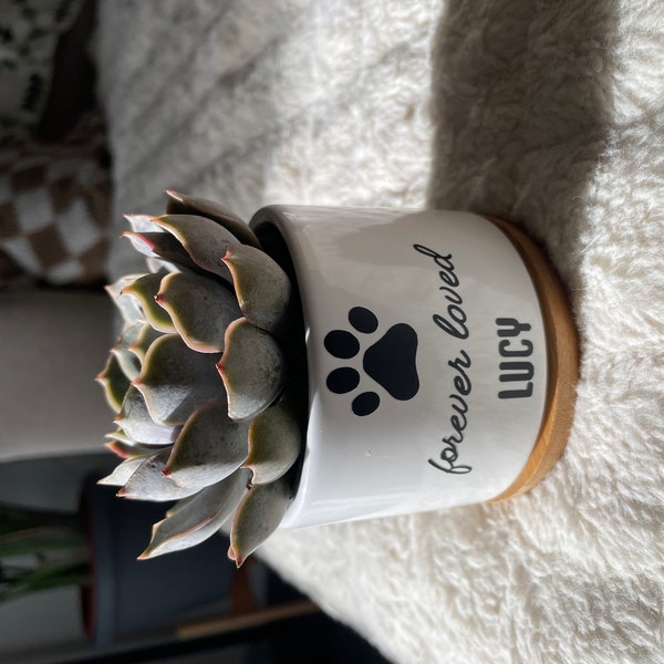 Serial Plant Killer Succulent Planter Pot, Funny Plant Pot, GAG Gift ...