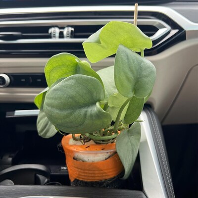 Teruno Pothos Venus Epipremnum Aureum 'venus' Terunoworld - Etsy