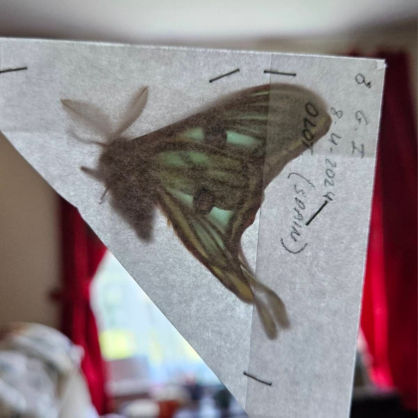 TAU Silkmoth, Spread Moth, Real Moth, Real Insect, Real Butterfly - Etsy