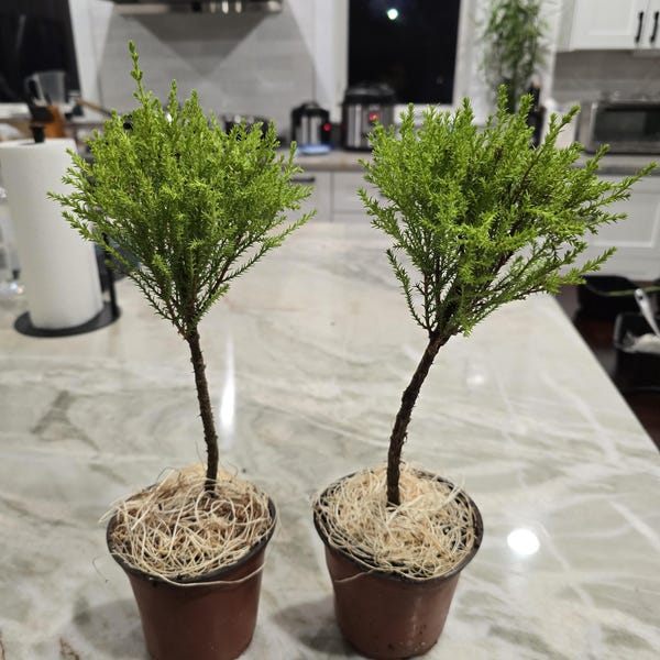 LIVE 6 Pot Ivy Plant, Hedera Helix, Plant Gift for Home, Dad Christmas ...