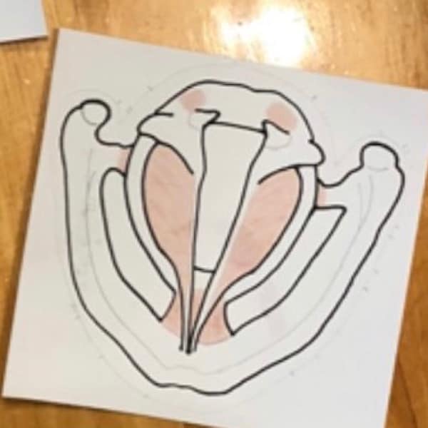 SLP American English IPA International Phonetic Alphabet Paint Swatch ...