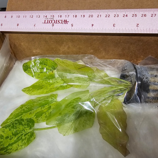 Marble Queen Radican Sword Plant (echinodorus Sp.) - BUY3GET1FREE ...