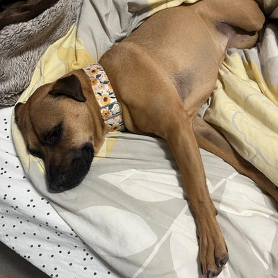 Blush Lilac Checkered Dog Collar, Spring Pastel Tiny Puppy Collar ...