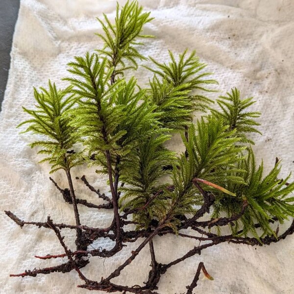 1 Donald Trump Rubber Duck, President Duck, Jeep Drivers Favorite ...