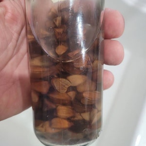Pyrus Pyrifolia (asian Pear, Chinese Sand Pear, Japanese Pear, Sand ...