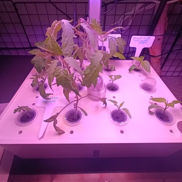 Red Shepherd Pepper Seeds - Etsy Canada