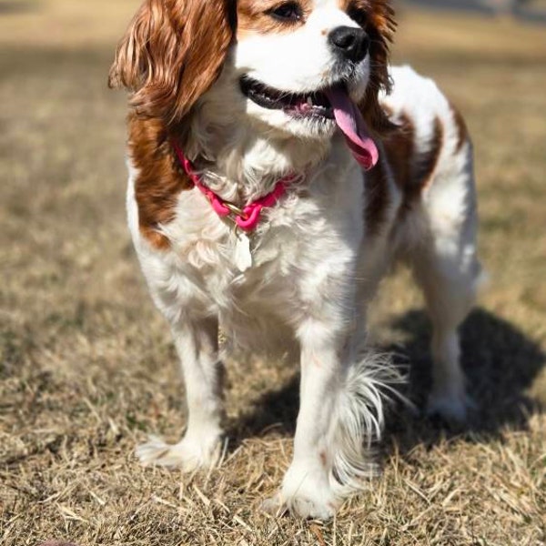 Standard 5 Foot Dog Leash: 1/2" Waterproof Biothane With Custom Colors ...