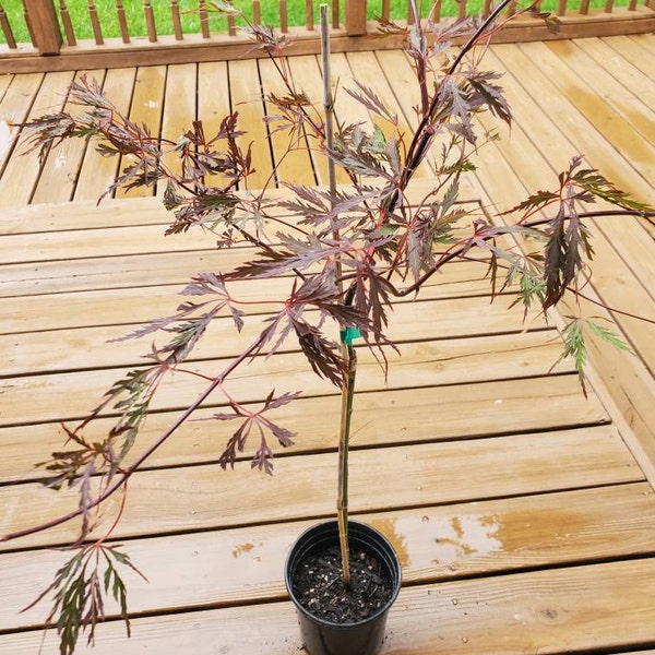 Red Dragon Weeping Japanese Maple - Live Plant - ( 2.5 QT ) - Etsy