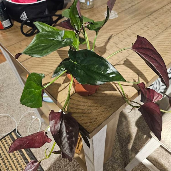 Syngonium Erythrophyllum "red Arrow": Live Indoor Plants - Easy Care ...