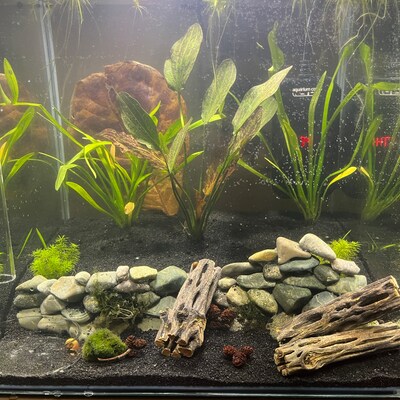 Handmade Natural Stone Tank Decor Swim Through Tunnel Hide - Etsy