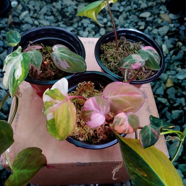 Rare Philodendron Pink Variegated Micans | Aurea Micans in 4'' Pot ...