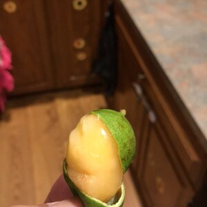 5 Rollinia Deliciosa Seeds Biriba Rollinia Mucosa Rare | Etsy