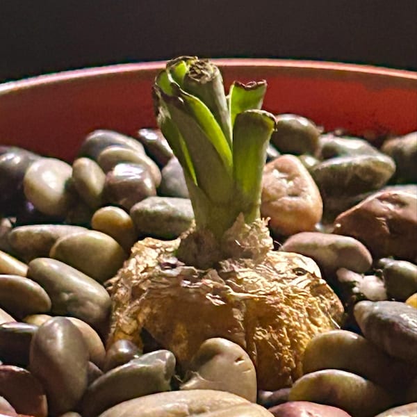 Rare Succulents, Albuca Concordiana Bulb, 0.5"-1", Live Plant - Etsy