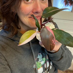 Peperomia Polybotrya Peperomia Raindrop Live Plant Rare | Etsy