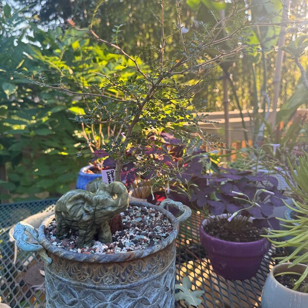 5''natural Hand Carved Obsidian Crow，quartz Crystal，crystal Crow ...