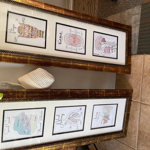 Anatomy & Physiology SLP Labeled Posters Set of 3 Speechie Educational ...