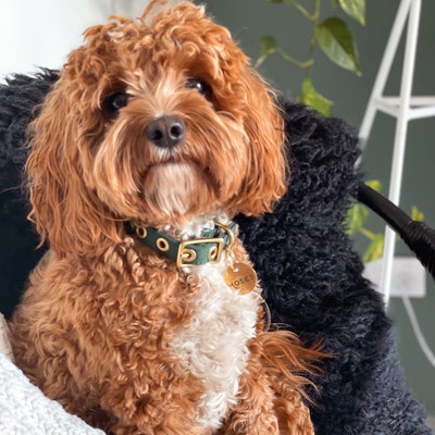 Forest Green Brass Recycled Materials Dog Collar // Buckle Collar ...