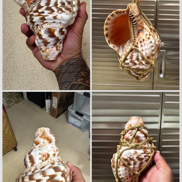 3 Pack: Map Cowrie Shell (cypraea Mappa) 2 1/2" Beach Crafts Nautical ...