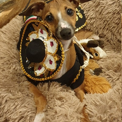 Mariachi Dog Costume/ Mariachi Outfit for Dogs/ Mexican Dog Costume ...