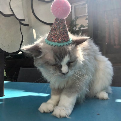Cat Birthday Hat Pet Party Hat Puppy Birthday First Birthday Puppy First Birthday Birthday Party ...