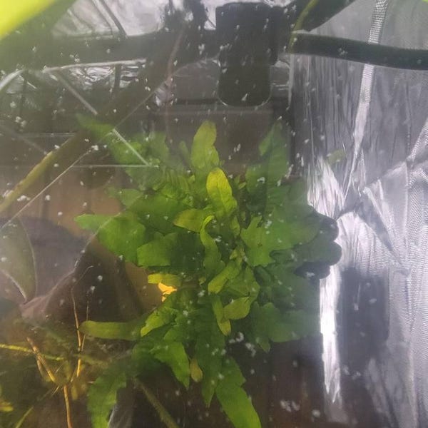 Java Fern 'lionfish' (microsorum Pteropus) on Nutripad - Rare Live ...