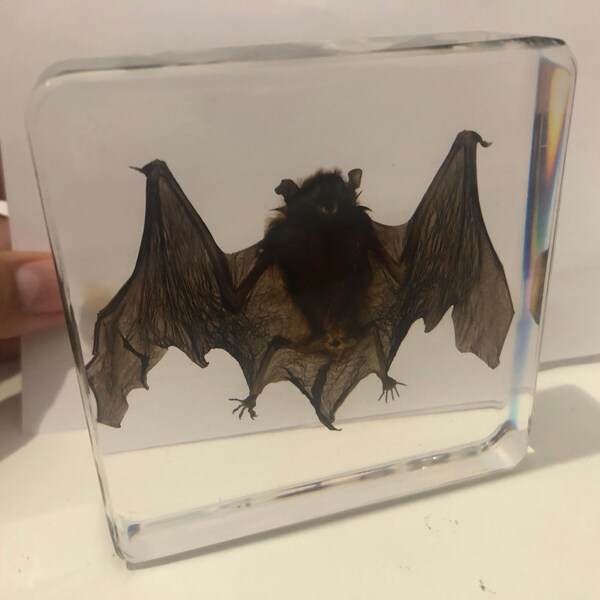 Chafer Beetle in Resin, Insects in Resin, Green Beetle, Oddities ...