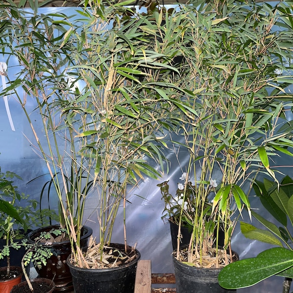 Coral Berry Shrub - Live Plant 12 to 14 Inches Tall. Bright Coral ...