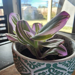 Zz Plant in 4 Nursery Pot Low Light Indoor Plant Low Maintenance Gift ...