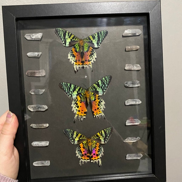 Real Butterfly Frame - Etsy