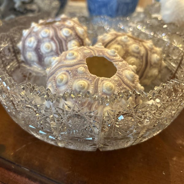 Small Scallop Baking Dish Seashells Pecten Yessoensis (8 Shells Approx ...