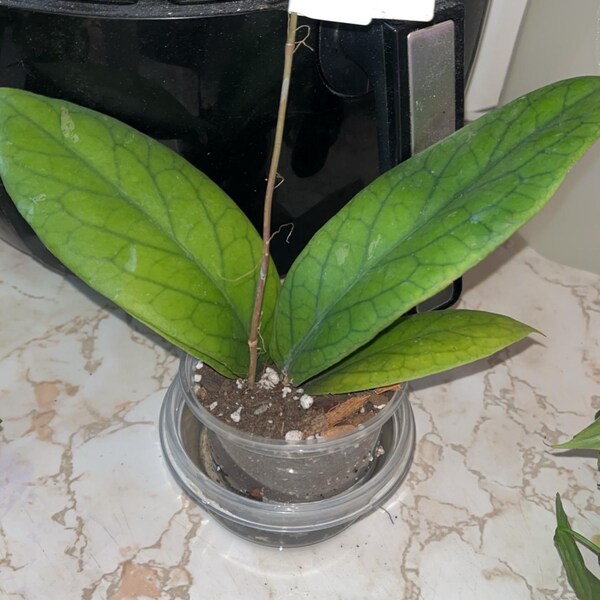 Chester Fern Starter Plant ALL STARTER PLANTS Require You to Purchase 2 ...