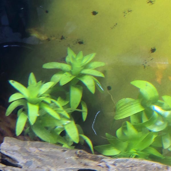 4 Micro Bucephalandra Plants! Live Aquarium Plants! Free S/h Live ...