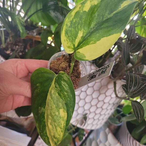 Scindapsus Jade Satin Variegated, Rare Scindapsus Jade Satin Variegata ...
