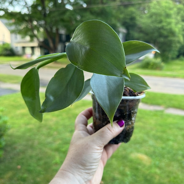 Holiday Sale - Silver Sword Philodendron Starter House Plants - Etsy