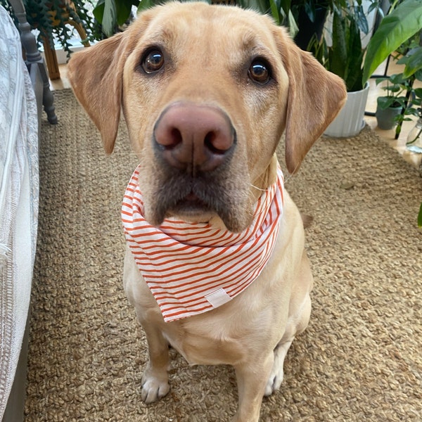 The Loop Di Doo - Pet Waste Bag Holder, Poop Loop, Dog Bag Carrier - Etsy