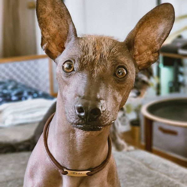 Initial Dog ID Tag for Pet Monogram Vintage Antique Flair - Etsy Canada