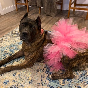 Dog Tutu: Pink Mix Tutu fuscia Pink, Bubblegum Pink, Baby Pink Small ...